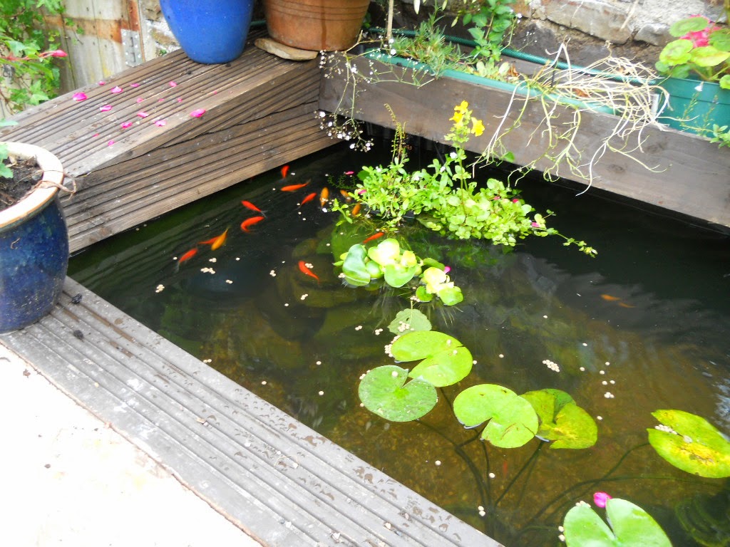 Leaning on the Gate....: The Pond