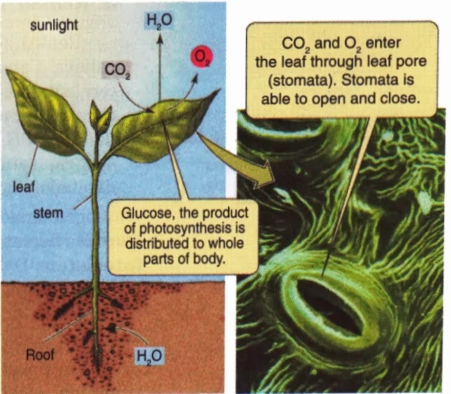 Photosynthesis Pigment, Structure Of Chloroplast - New Science Biology