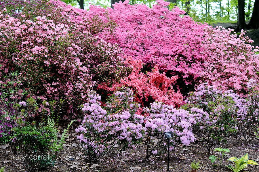 Little Red House: Azaleas at the New York Botanical Garden