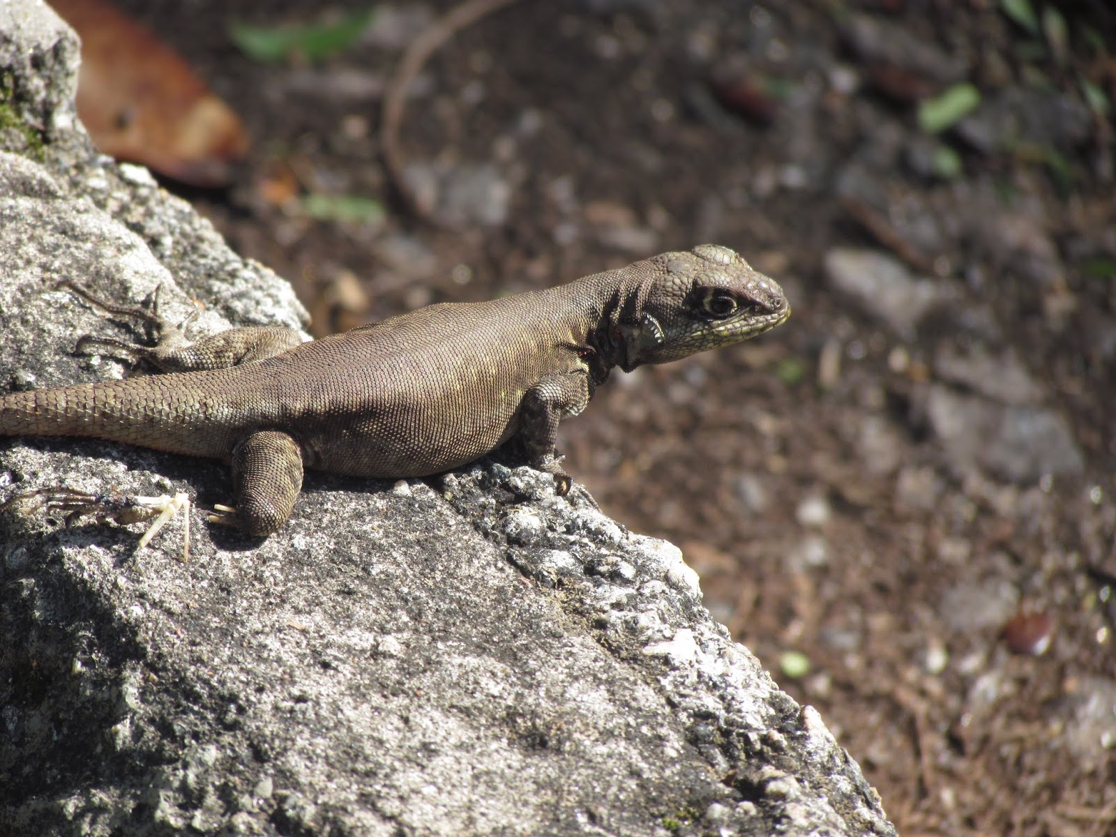 O Blog do Bruno Chaves: Calango (Tropidurus torquatus), parte 2