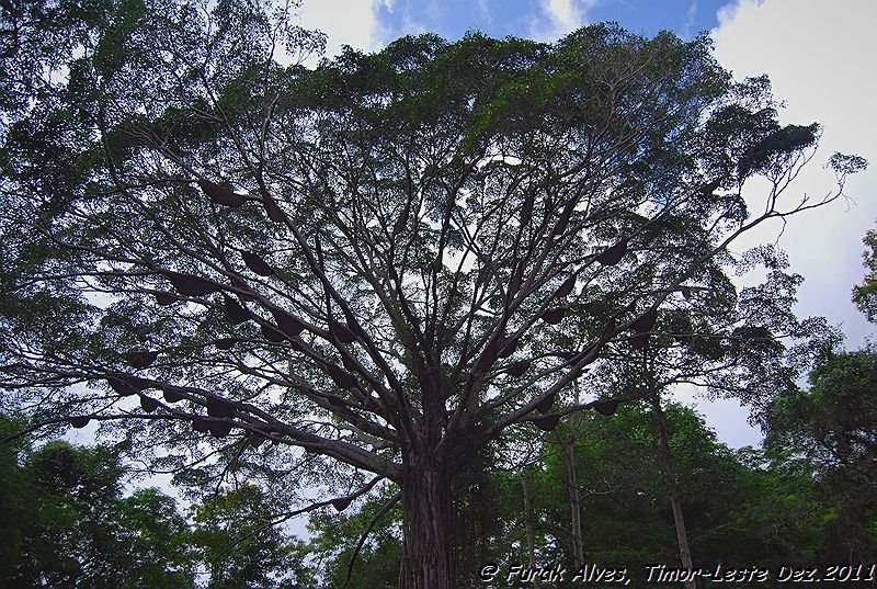Timor Agrícola: Abelhas de Timor - Bani Timor nian