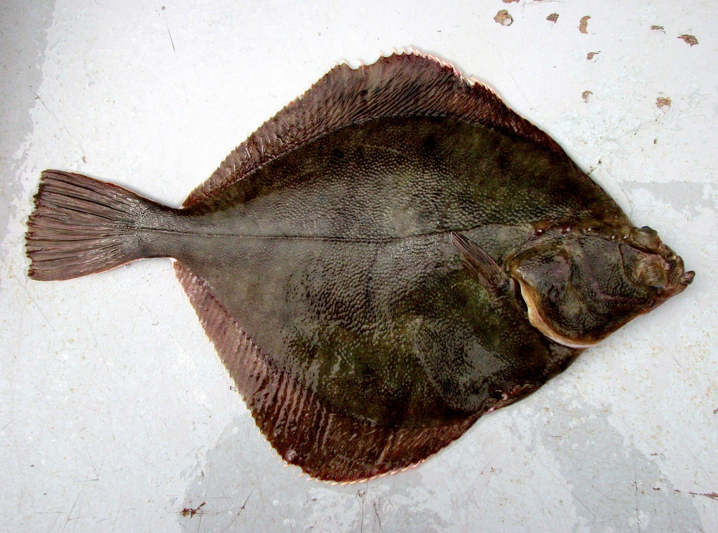Oppdag Fisk!: Alaskaflyndre/Alaska Plaice/Pleuronectes Quadrituberculatus