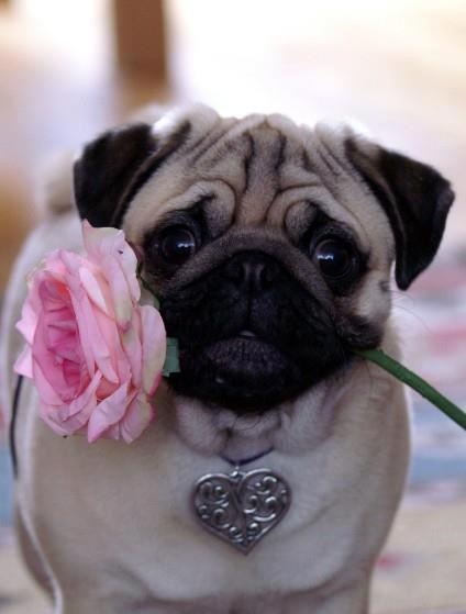 Romantic cute pug holding flower in his mouth ~ The Animals Planet