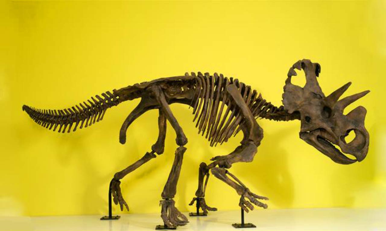 Prehistoric Beast of the Week: Wendiceratops: Beast of the Week