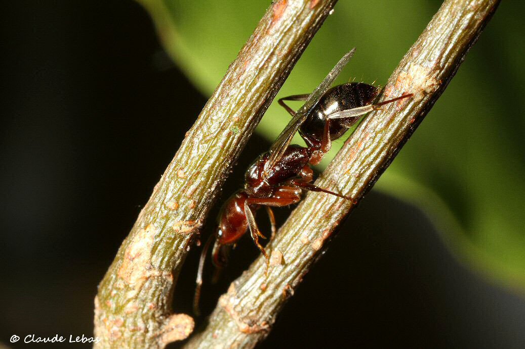 fourmis de Cuba- Hormigas de Cuba- Ants of Cuba: Odontomachus insularis