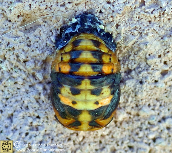 Bonnie Rannald's Photo-Explorations in focus with nature. : Ladybugs ...