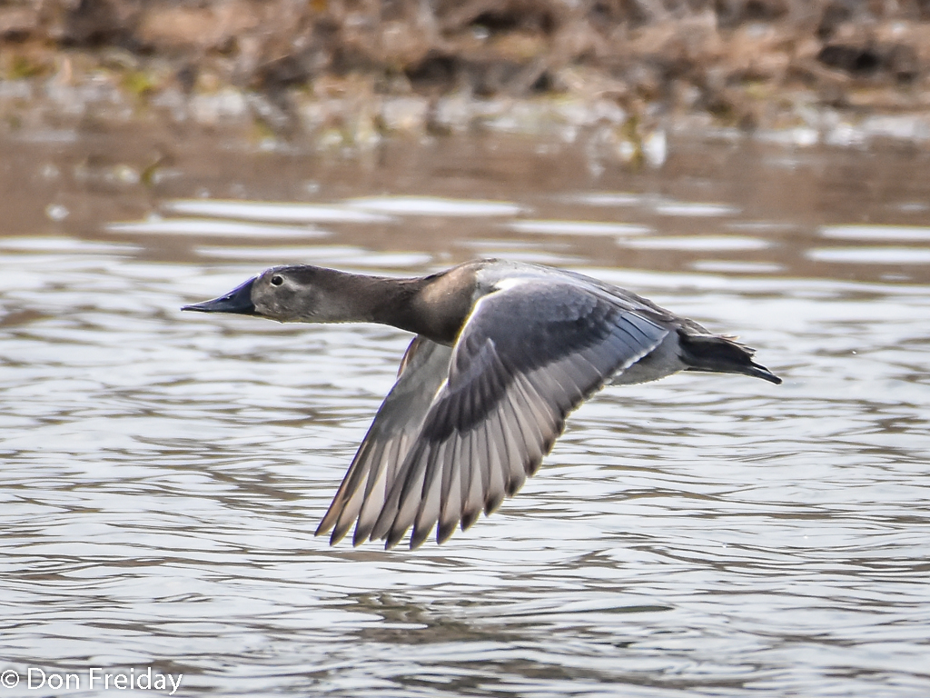The Freiday Bird Blog: Fancy Ducks