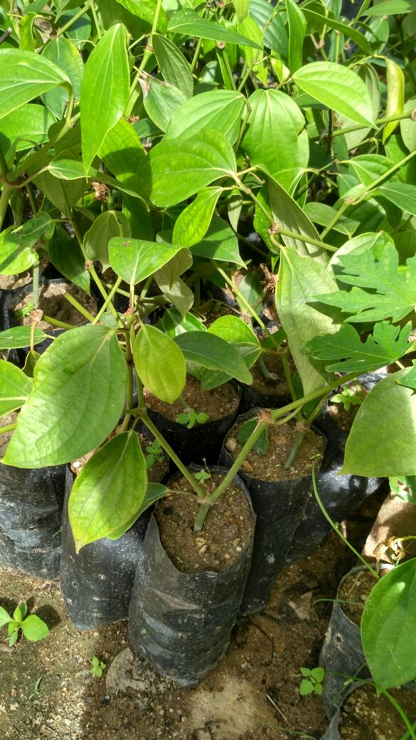 PERHEBAT BUSINESS SCHOOL: Potensi Tanaman LAda Hitam Di Semenanjung ...