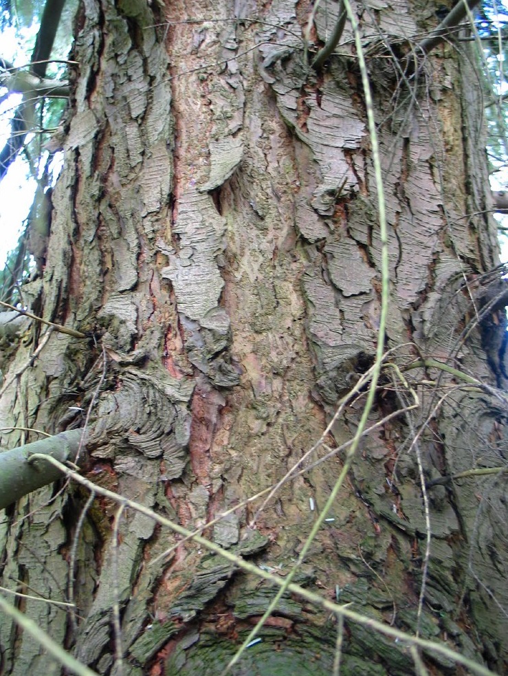 Trees Planet: Tsuga heterophylla – Western Hemlock