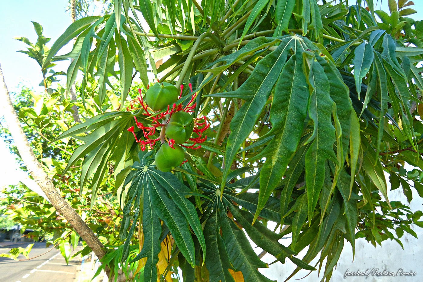 Predador de Imagens: MERTIOLATE - Jatropha multifida