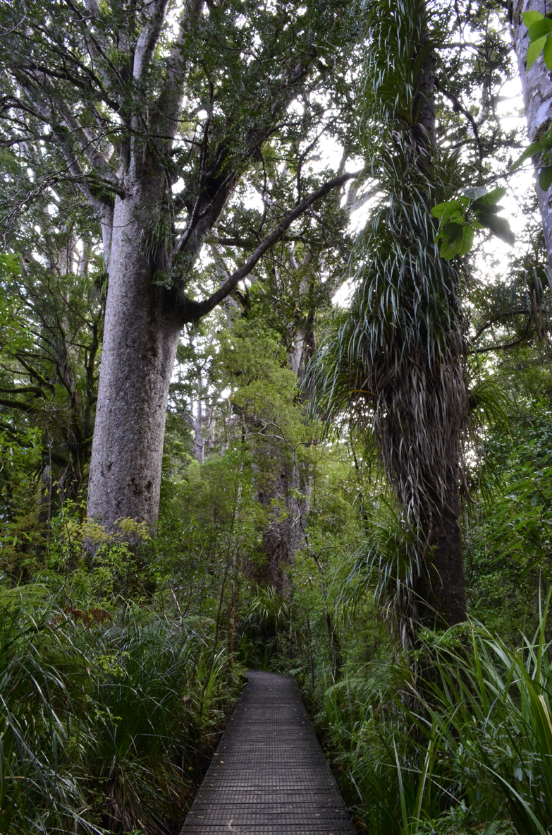 Up above to down under: The Lord of the Trees