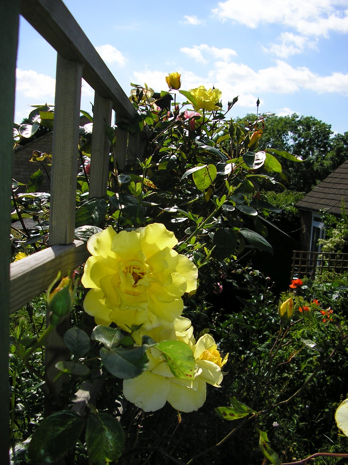 Yellow Climbing Rose Varieties