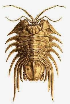 Variety of Life: Sphaeromatidea