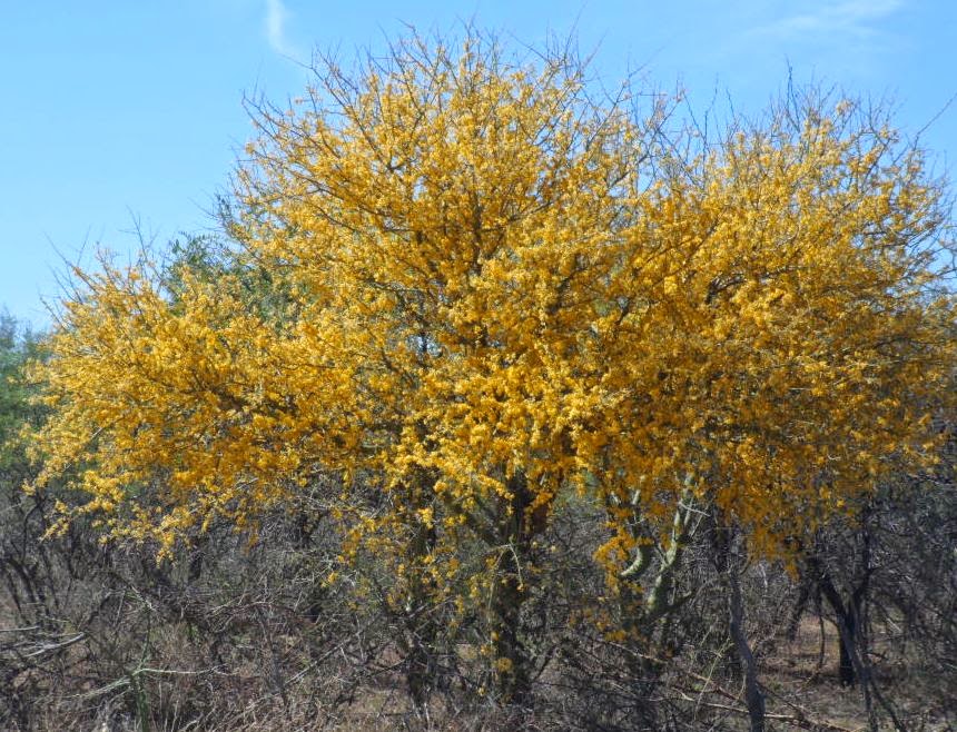 Aromito en flor: Chañar, Geoffroea decorticans