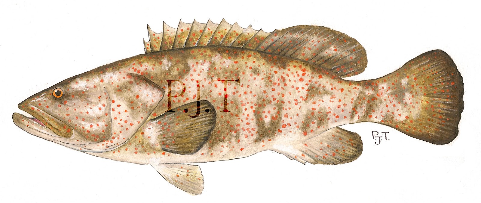 BlueSpace: Fish Painting - Estuary Cod