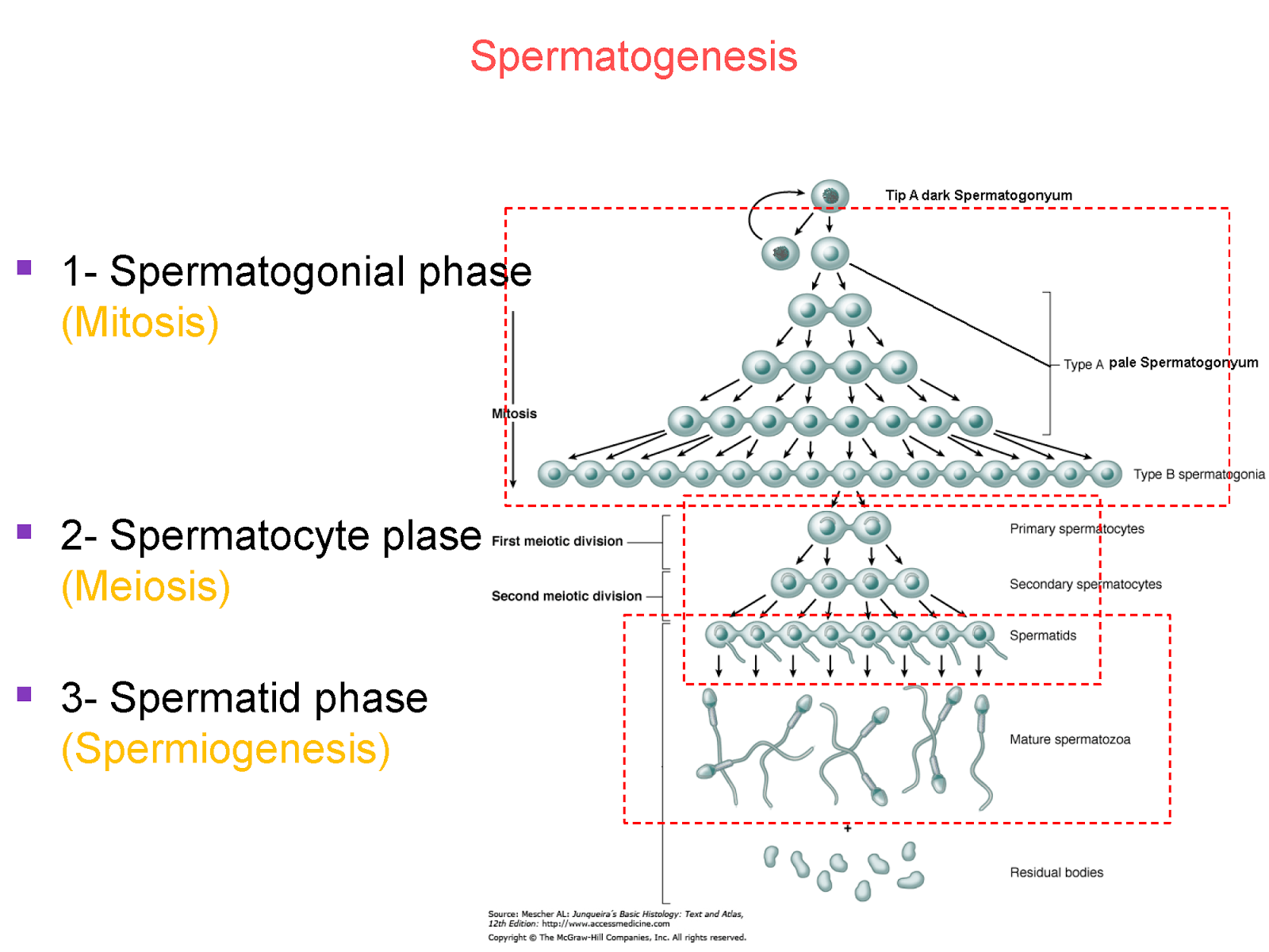 histoloji-embriyoloji notlarım: SPERMATOGONIA & SPERMATOGENESIS