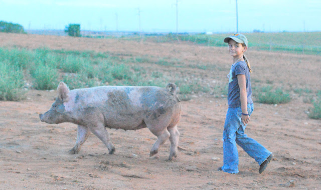 Lyman: 4H Pigs