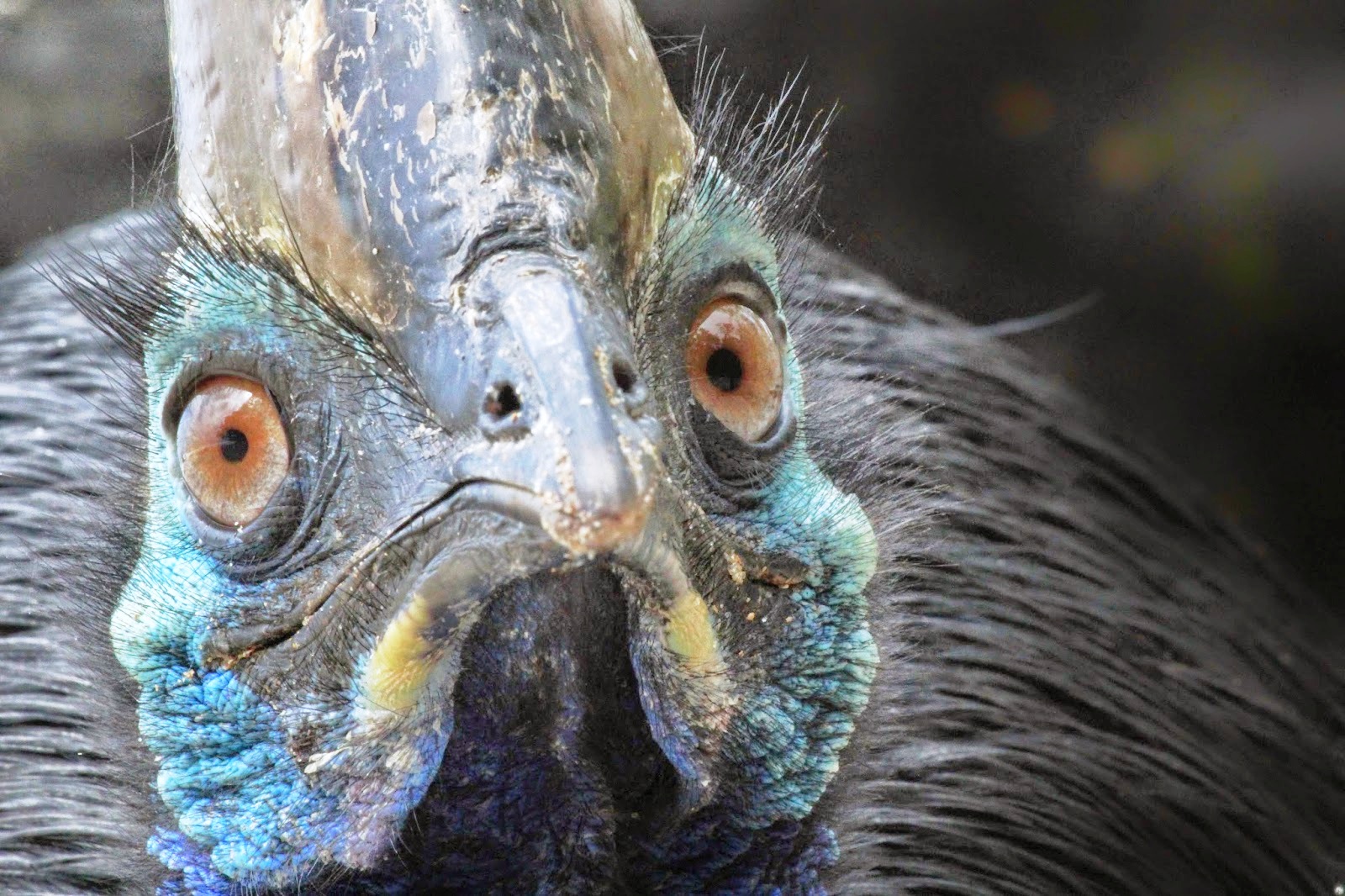 CASSOWARY photos - wallpapers (ανανεωμένο) | the fun bank