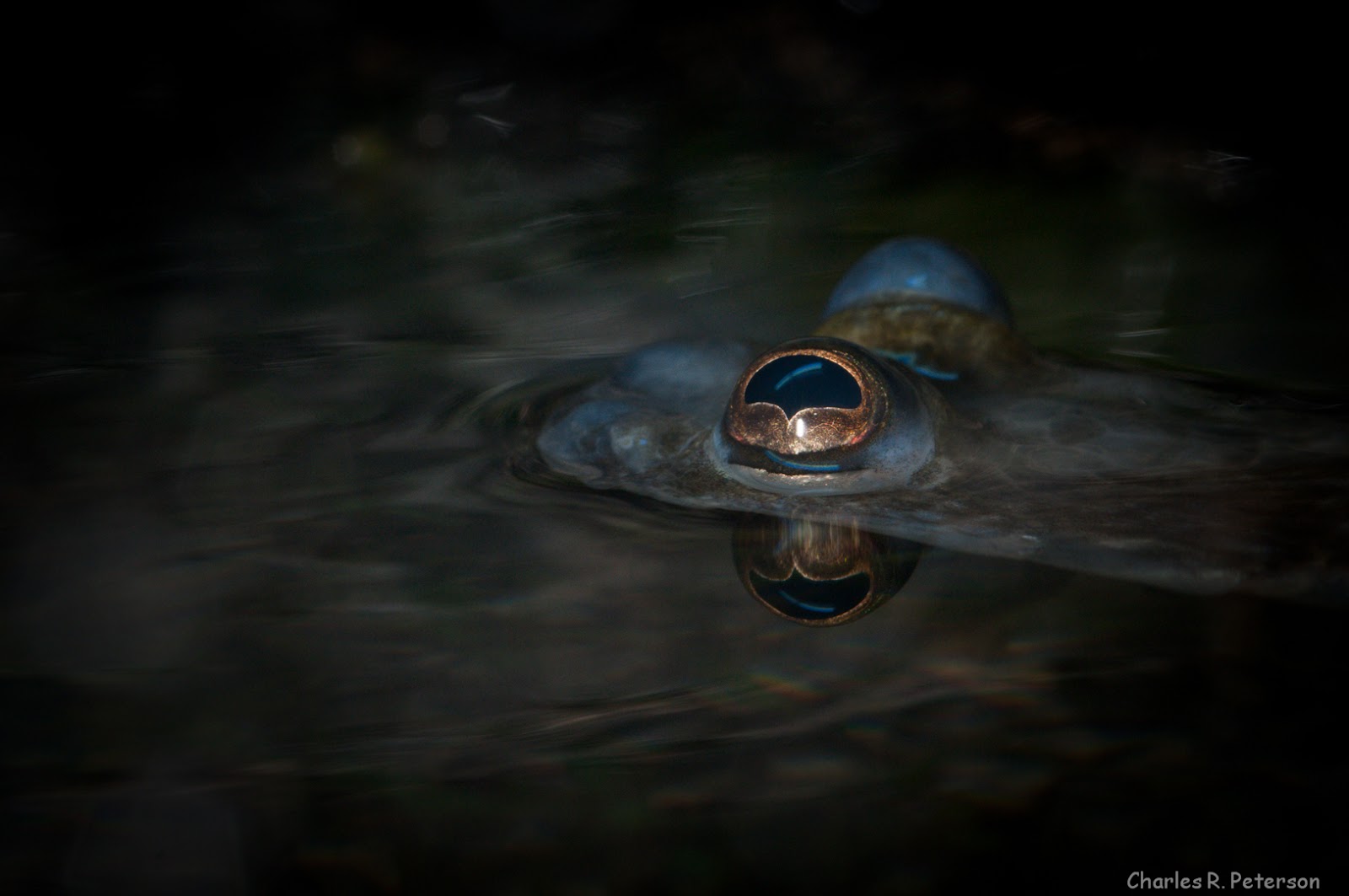 Real Monstrosities: Four-eyed Fish