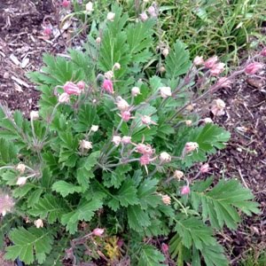 Demonstration Prairie: Prairie Forbs & Grasses