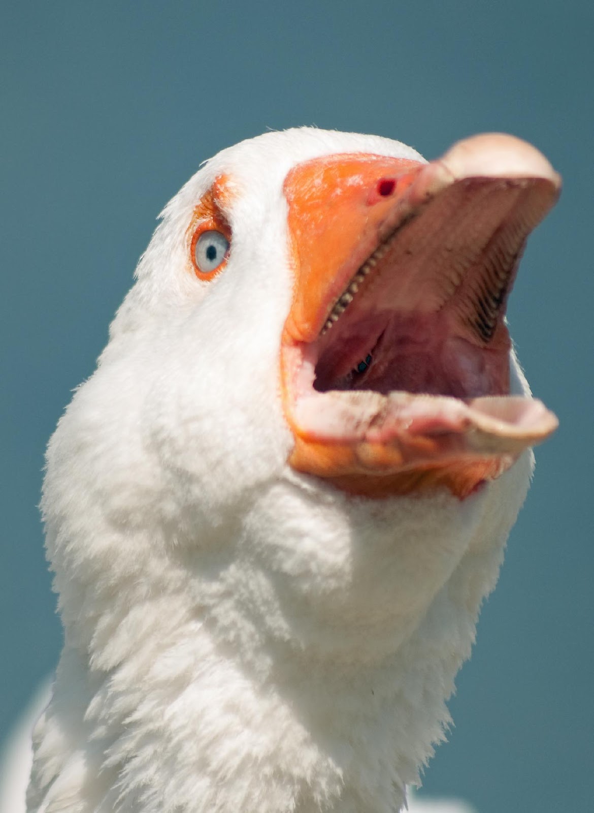 Top Ten Reasons why Geese are Terrifying ~ Indecisive Decisiveness