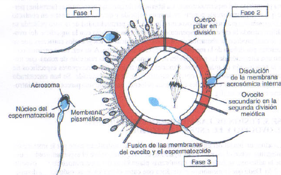 El embarazo y algunas enfermedades congénitas : Fecundación