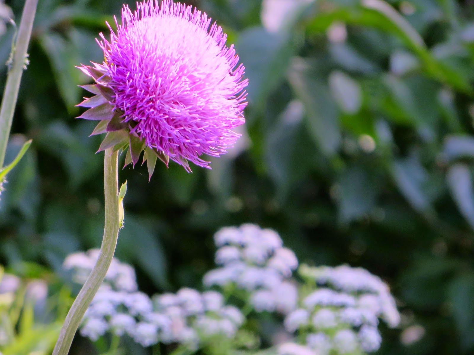 Words and Such: Symbolism and the Scottish Thistle