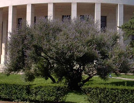 Future Plants by Randy Stewart: Vitex - the Chaste Tree family