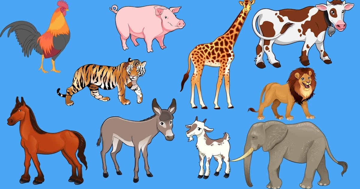 My english class: Wild animals vs farm animals