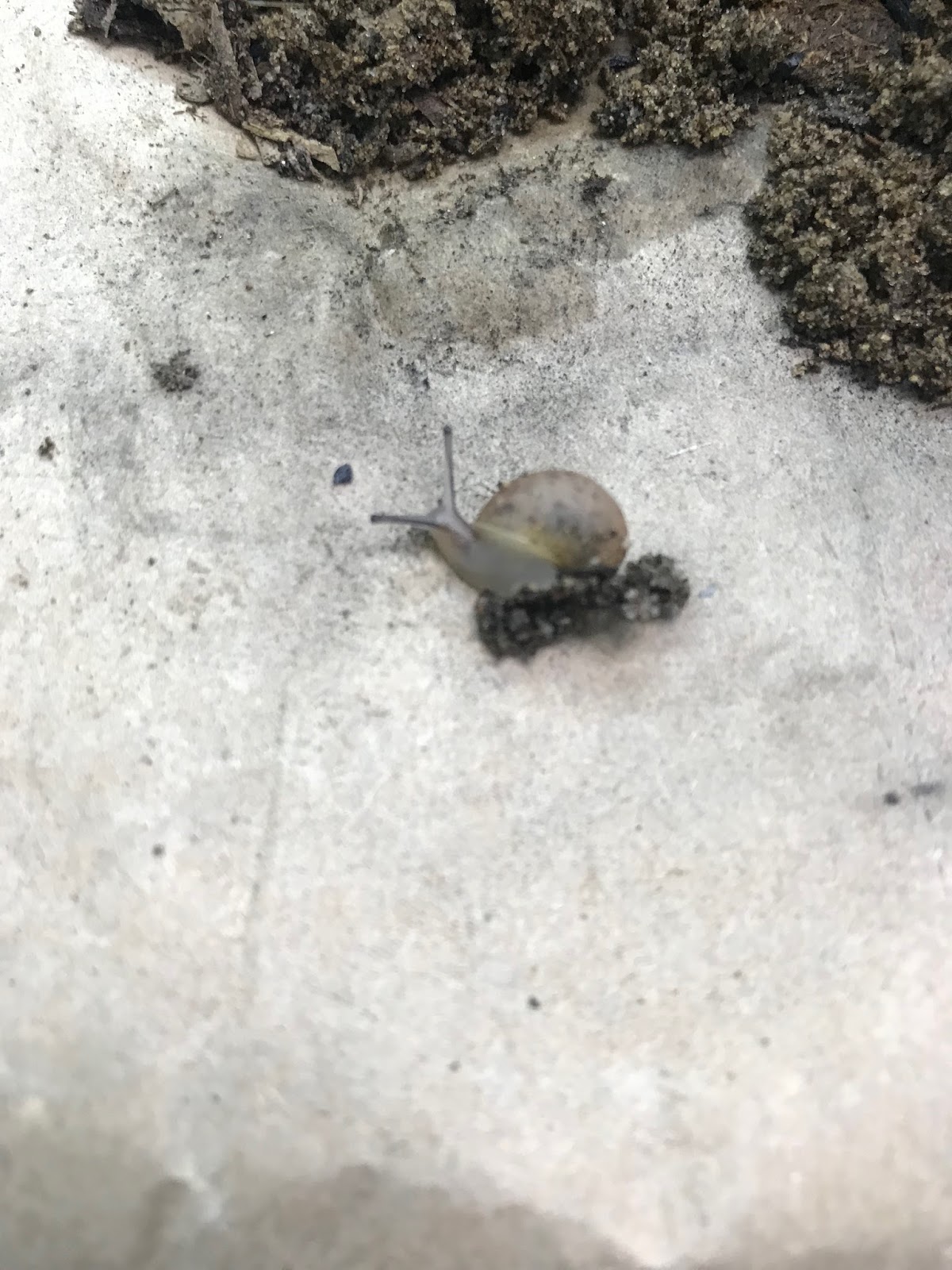 Blog de Biología de Ivonne Malca: Mesocosmos Sustentable