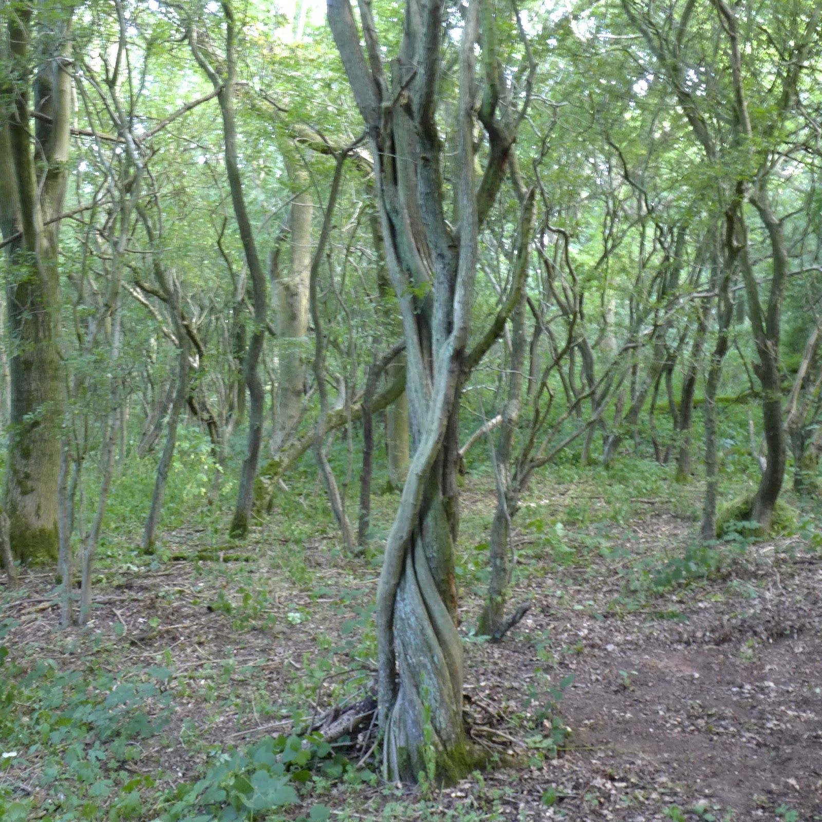 Alec Finlay: bow down: a bower for Duke's Wood