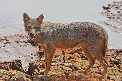 | Jackals | Jackals HD Wallpapers | Jackals Pictures | Jackals Photos ...
