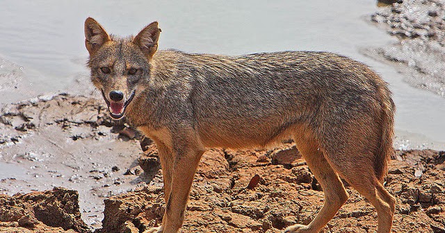 | Jackals | Jackals HD Wallpapers | Jackals Pictures | Jackals Photos ...