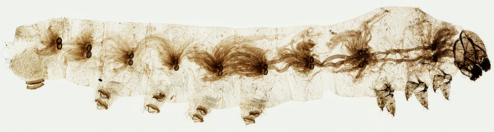Amazing Silkworms: Anatomy of the Silkworm Larva