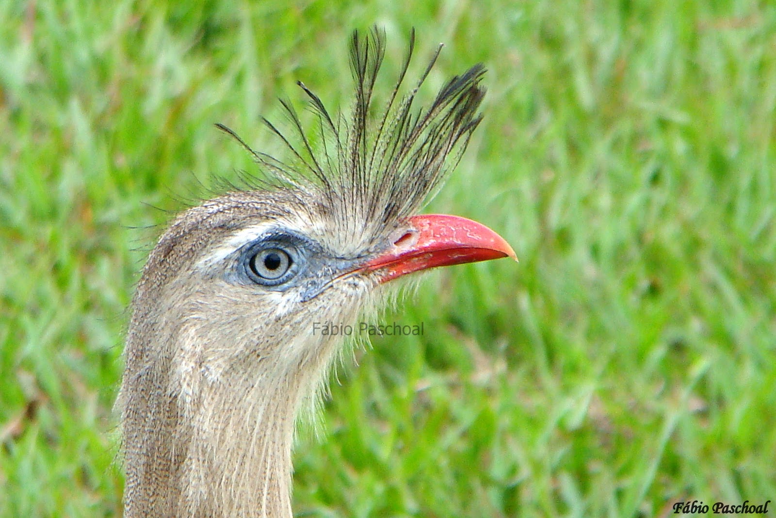 Wildlife Brazil: Red legged Seriema/ Seriema