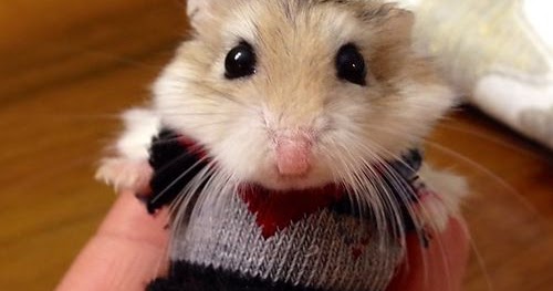 lovely pets : 5 Best Small Pets to Consider for Your Child