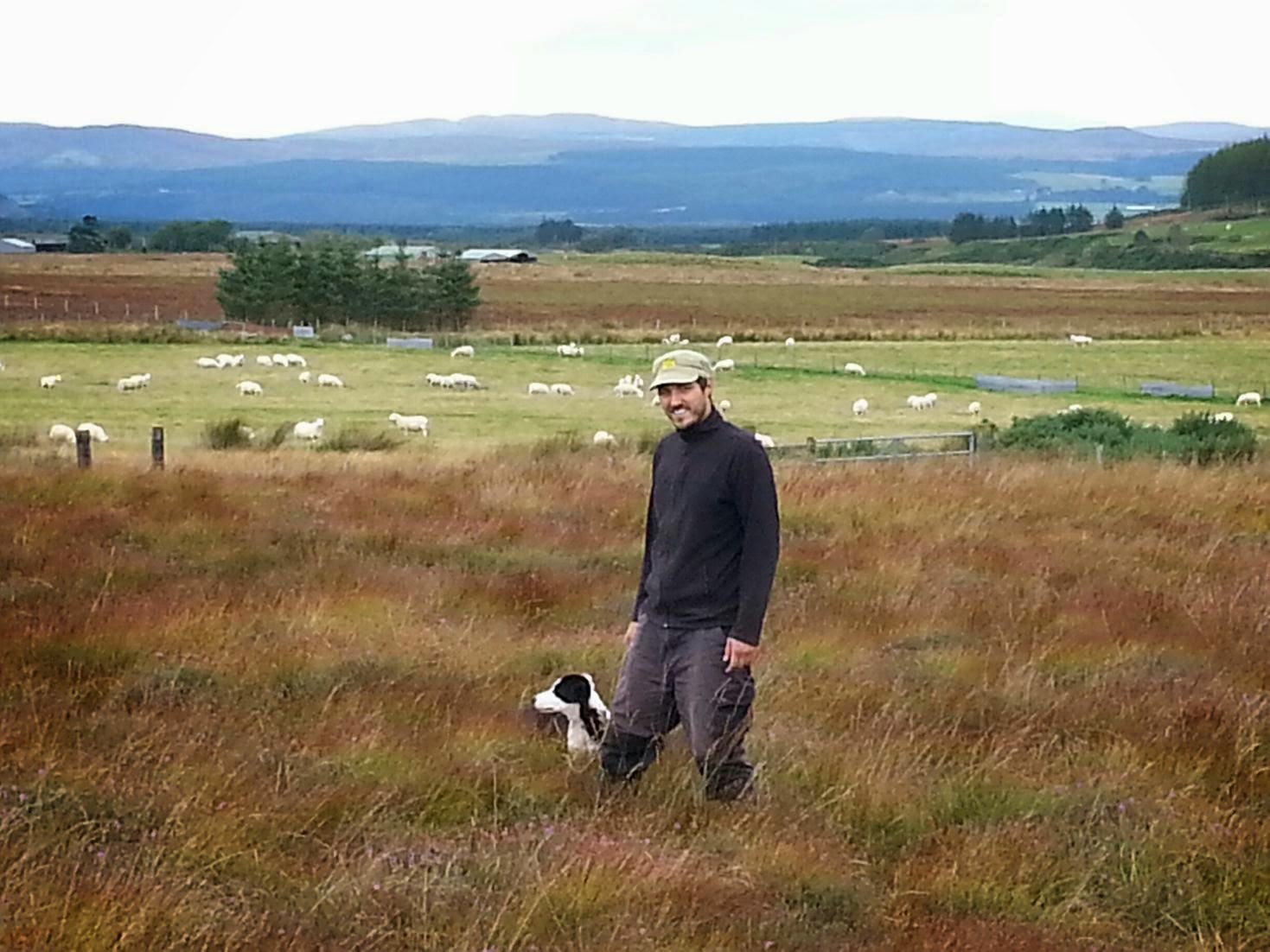 HelpX experiences in Scotland: Schafe hüten in Edderton