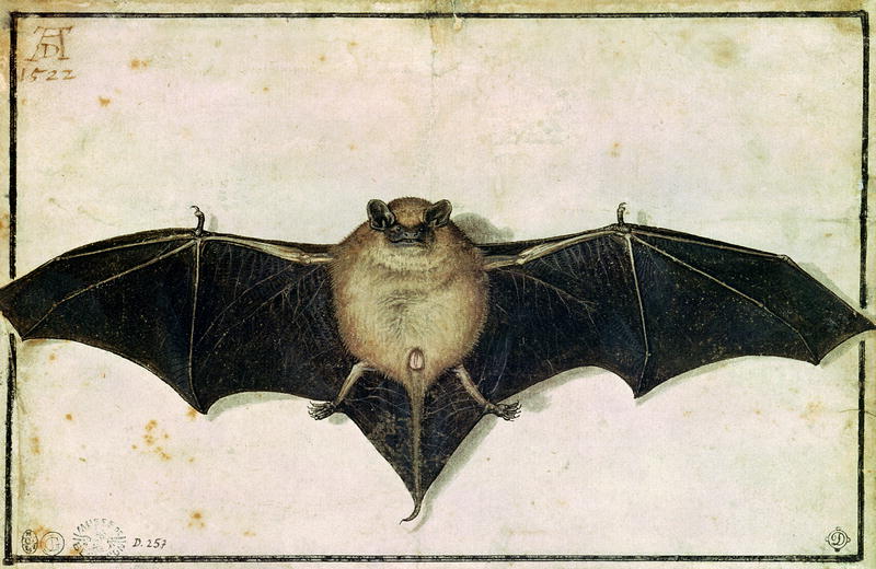 Chauve-souris (attribué à Albrecht Dürer) 1522 - Aquarelle et encre ...