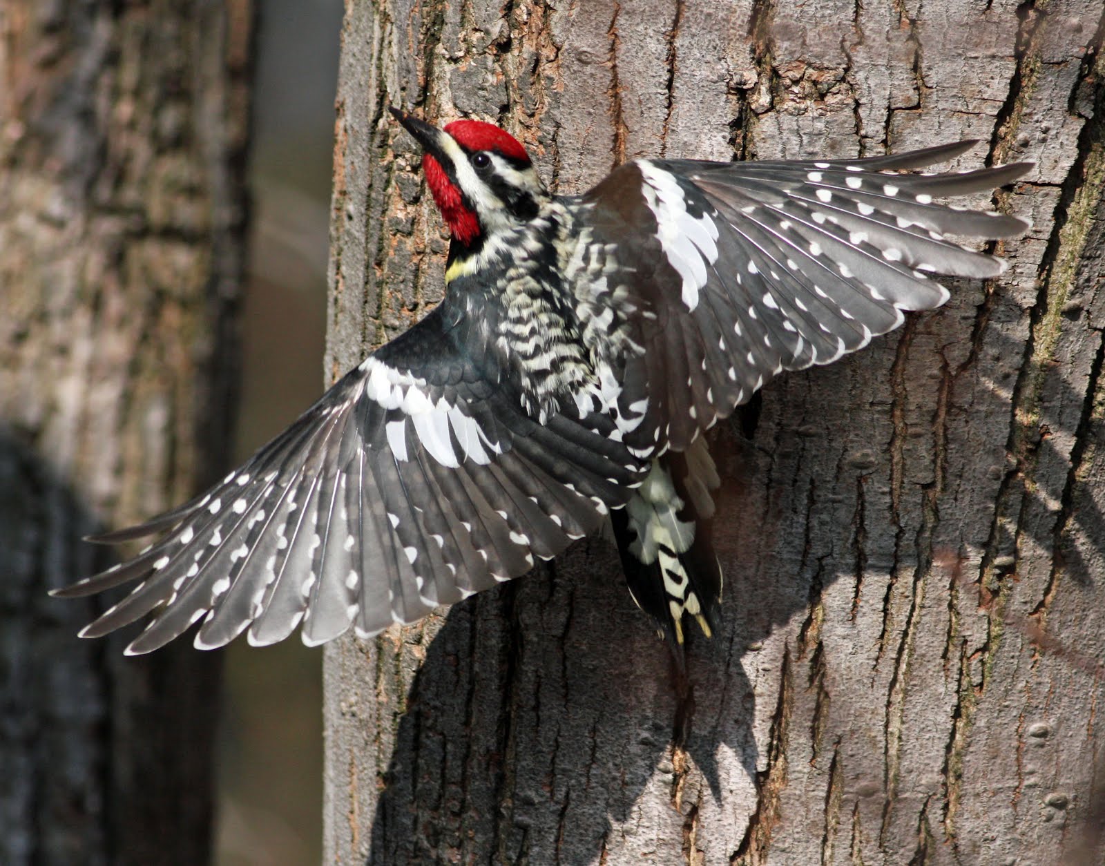 Recent Sightings: Yellow-bellied Sapsucker
