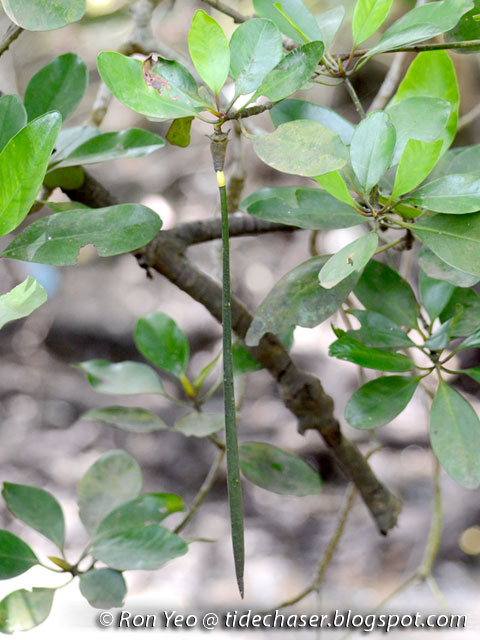 tHE tiDE cHAsER: Tengar (Ceriops tagal)