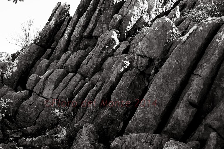 FlorodelMonte: Rocas