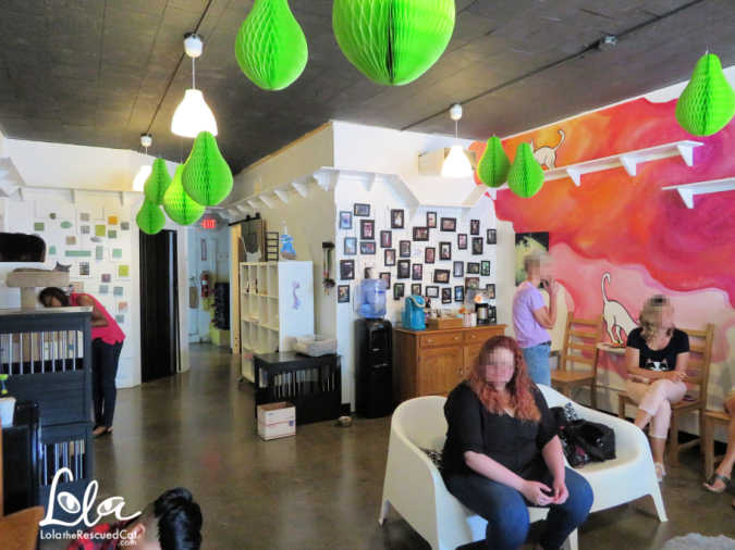 Lola on the Road: Catfé Lounge (Ferndale, MI) | Lola The Rescued Cat