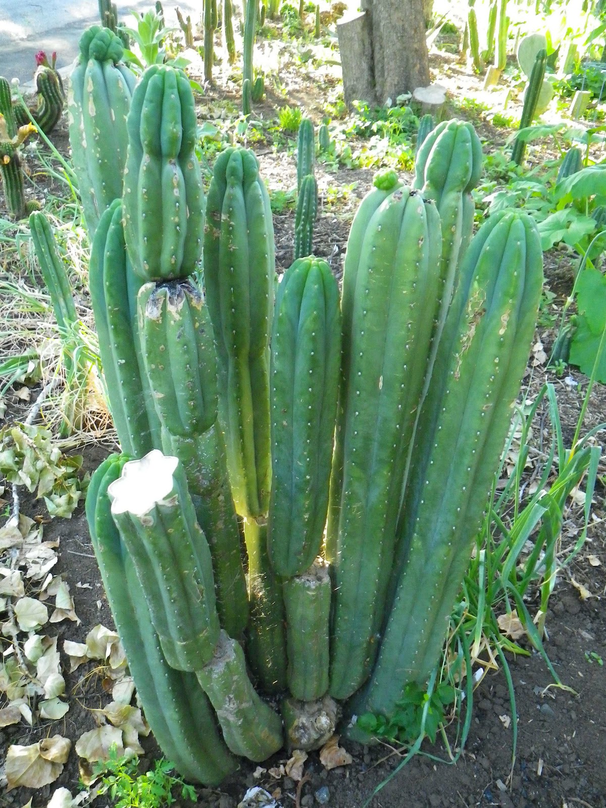 San Pedro Cactuses: Trichocereus pachanoi "Claude"