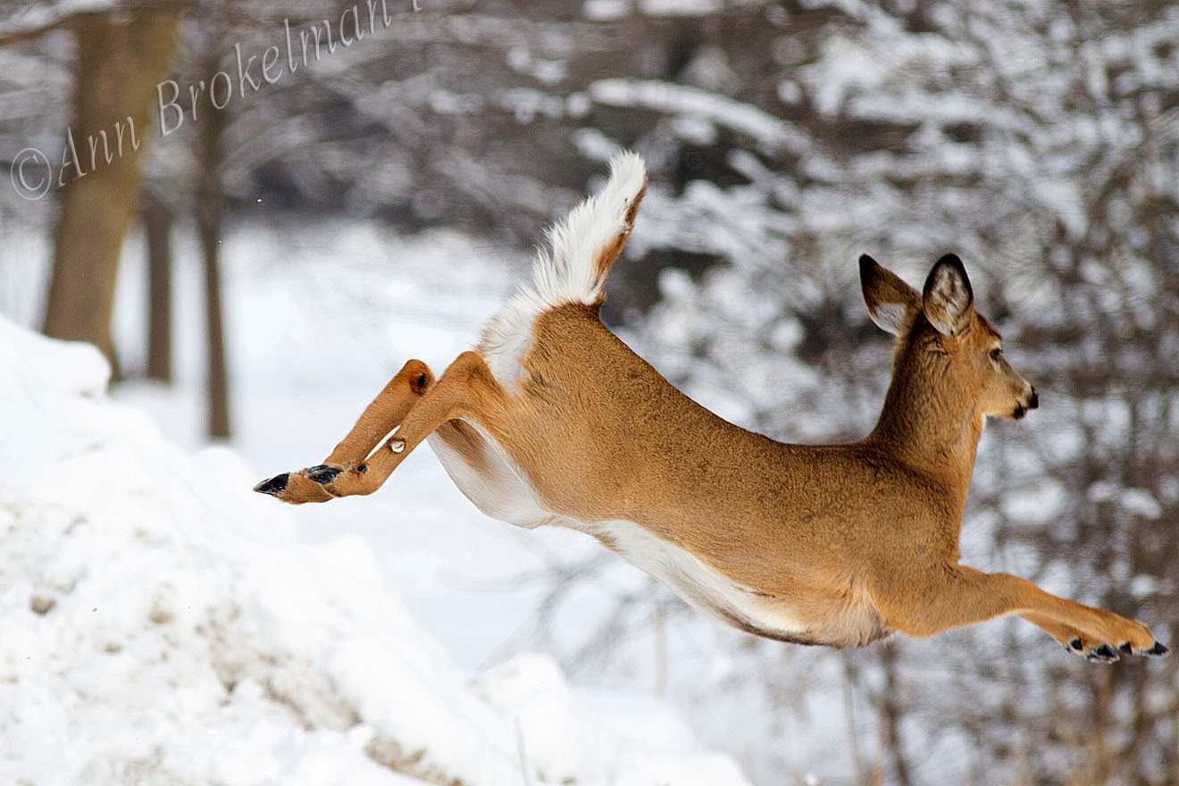 Ann Brokelman Photography: Deer on the run Feb 2014