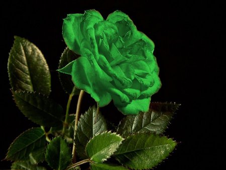 Allinallwalls : Most beautiful green roses in the world, green flowers ...