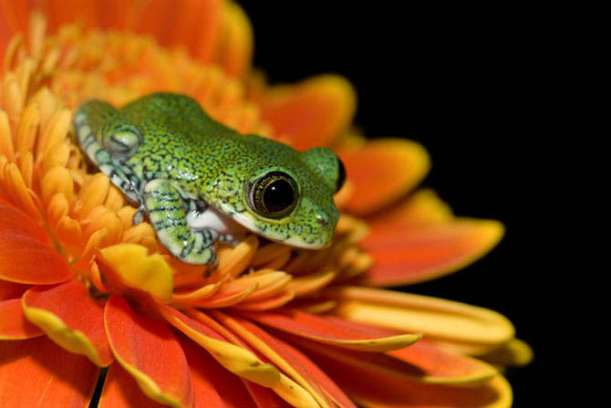 Curiosidades del Mundo: Increíbles fotos de ranas y sapos de colores.