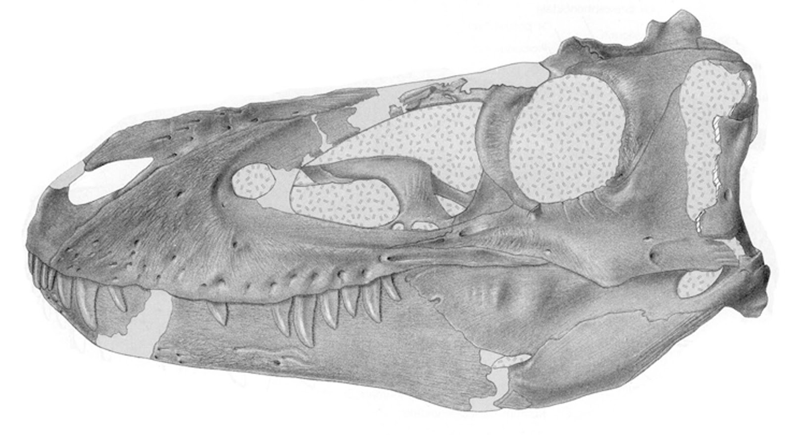 Evolutionary Vertebrate Zoology: March 2013