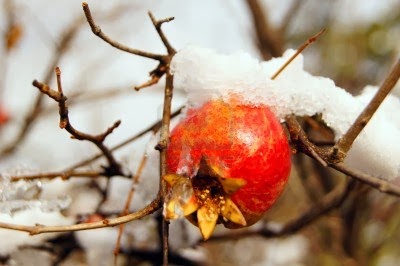 Fruits d'hiver rustiques - Cultiver sous la neige 1/2