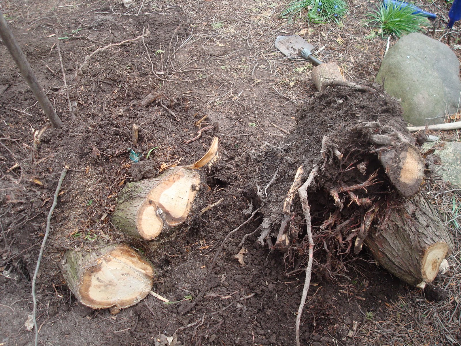 The Vegetable Garden: Grubbing Out Stumps and Asparagus Class