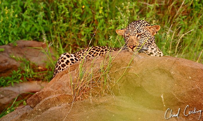 .: 9th February – One Brave Leopard!